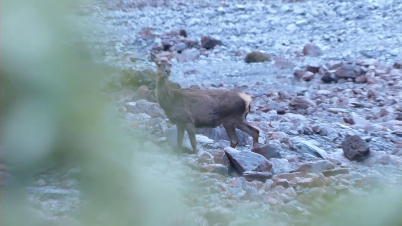 Southern Alps Spring Red Deer Reconnaissance - YouTube