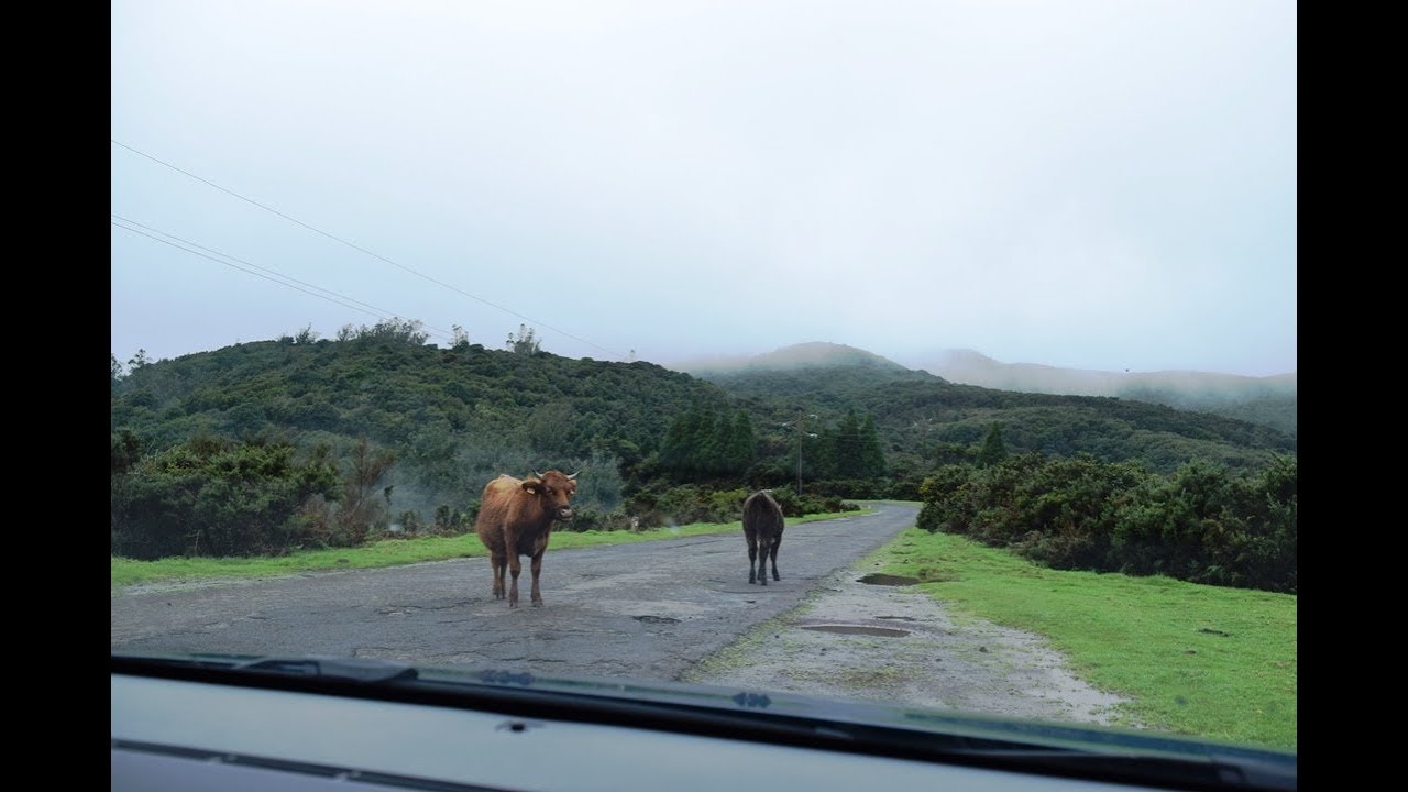 Madeira Portugal Cows near Fanal - 2018 - YouTube