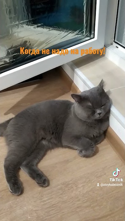 Кот без забот) - YouTube
