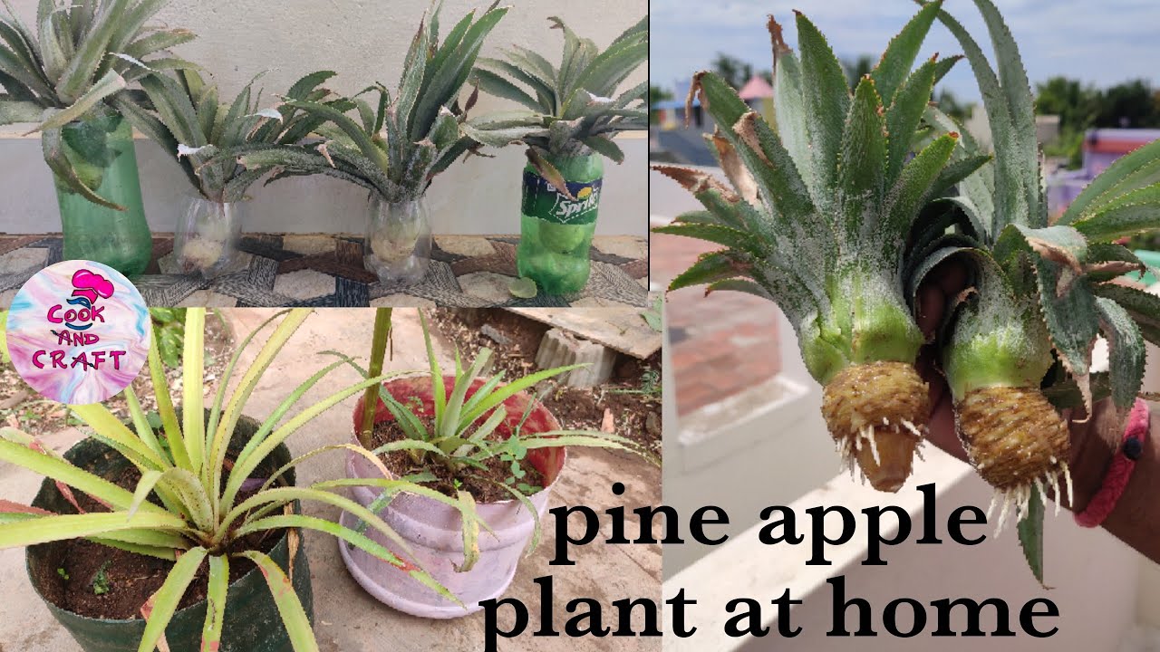 How to grow Pineapple/annasi plant from fruit at home/அன்னாசி செடி ...