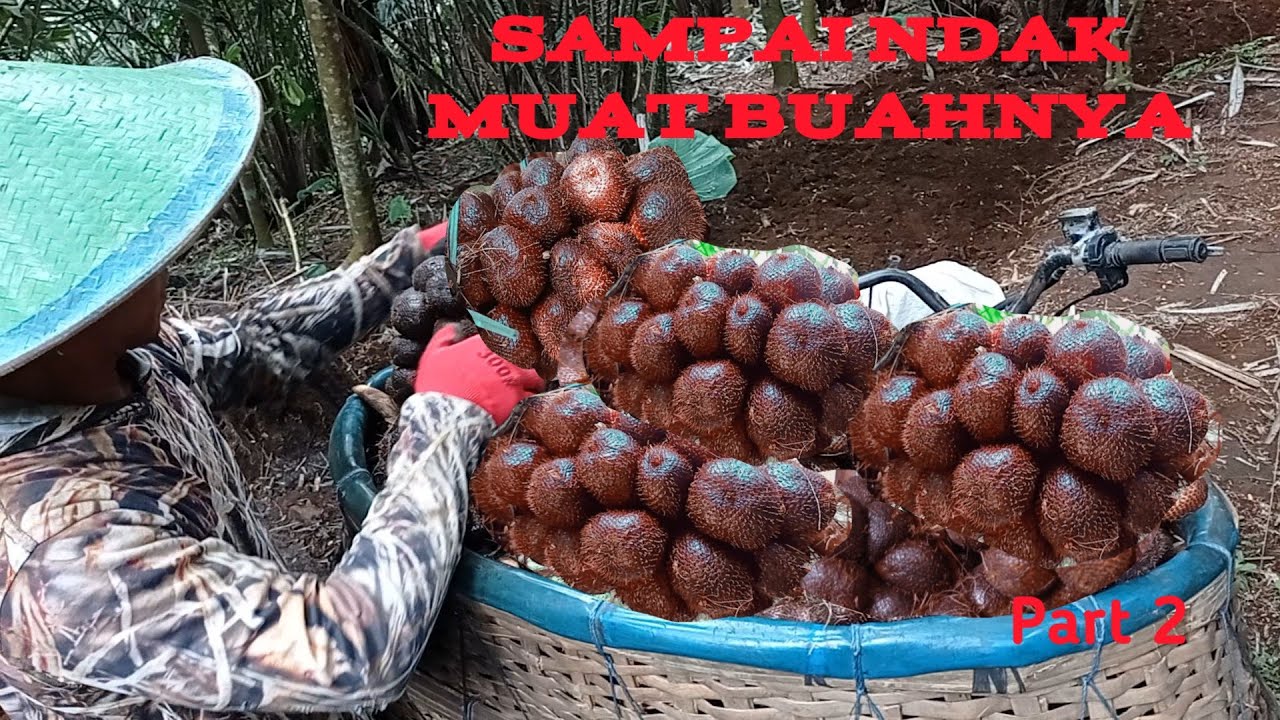 Panen buah salak terekstrim sepanjang sejarah #part2 - YouTube