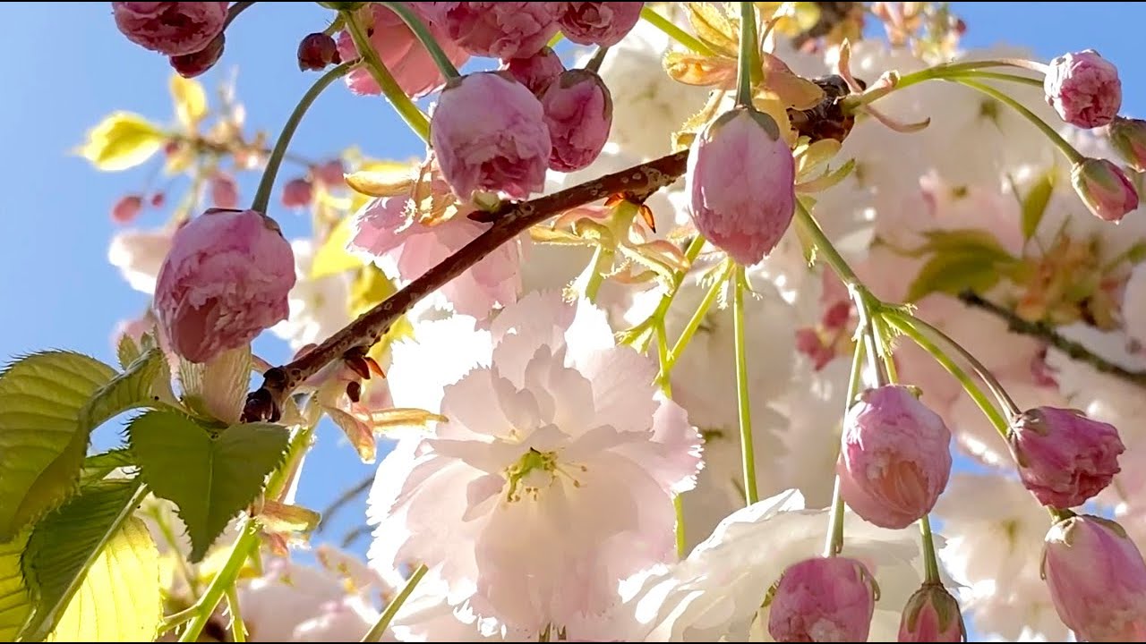 FEEL GOOD SPRING 🌸 Cherry Blossom, Relax Nature Sounds, Birds Singing ...