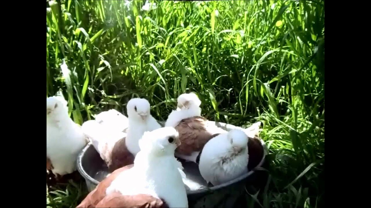 Red & Yellow shield mark Old German Owls - YouTube