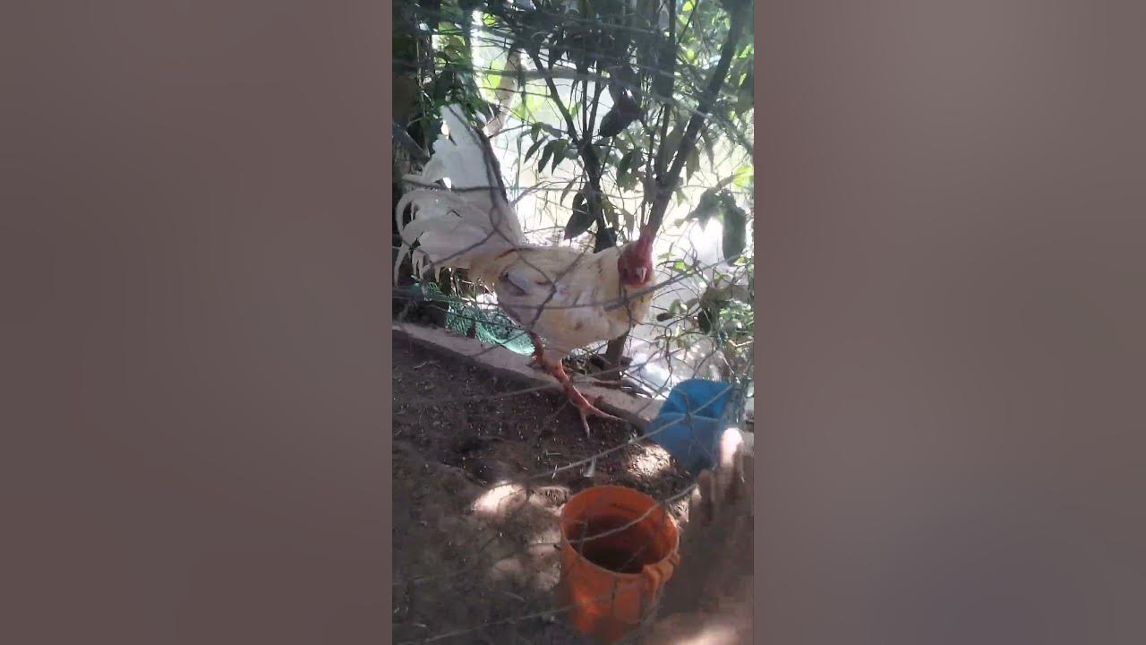 Thái Mỹ 3kg2 - YouTube