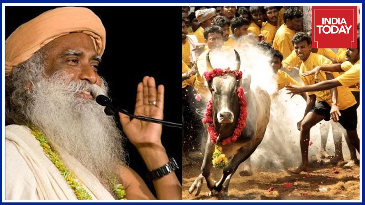 Exclusive : Sadhguru Jaggi Vasudev Speaks Out For Jallikattu - YouTube
