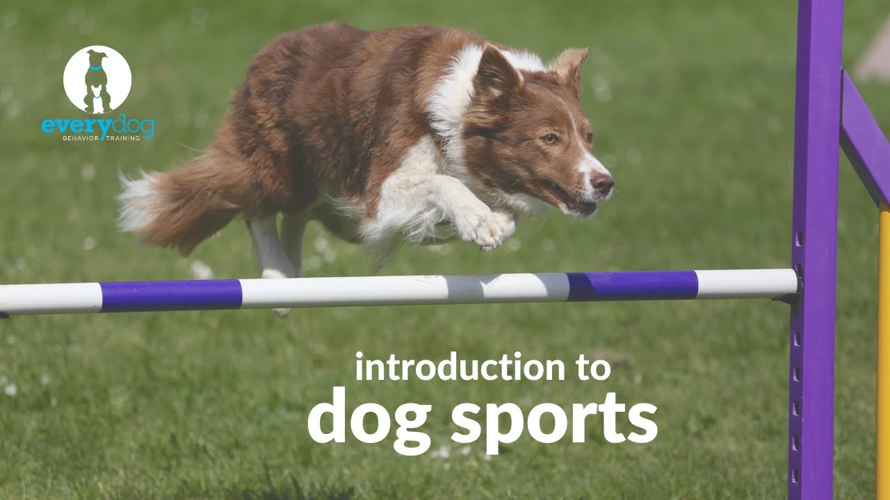 Introduction to Dog Sports: check out sports available to ALL dogs ...