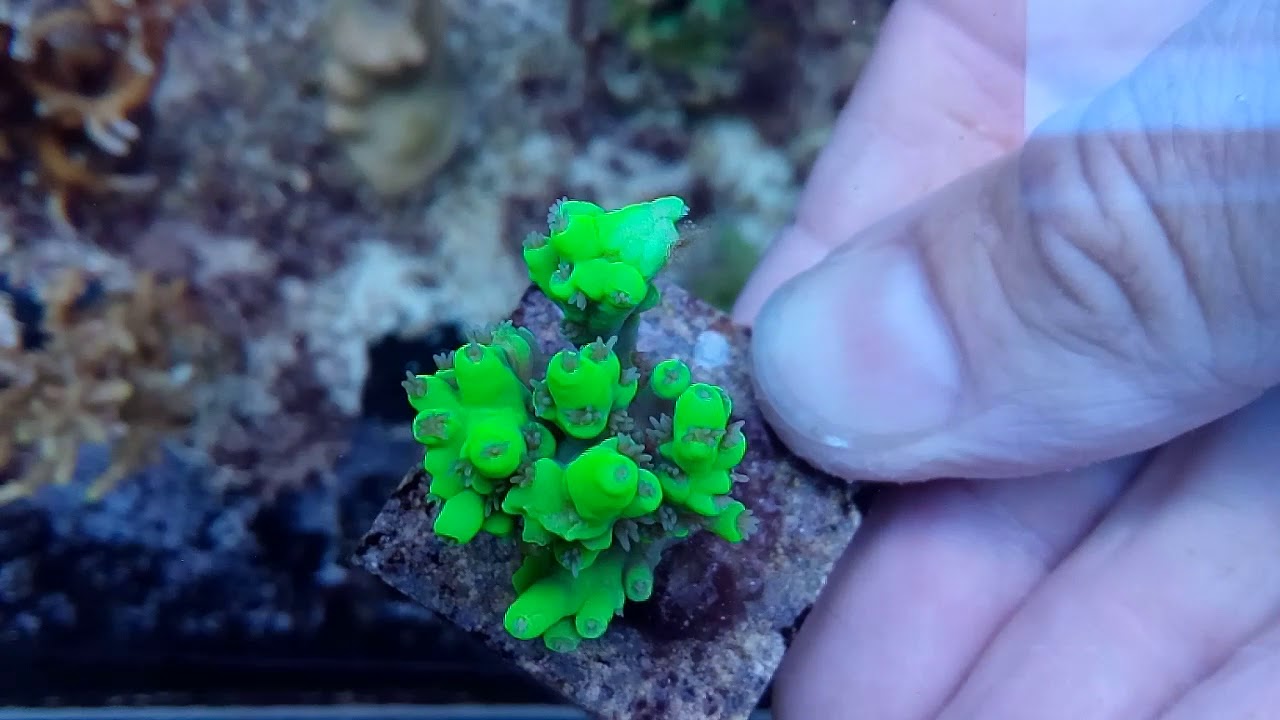 Acropora aculeus Australia coral gandalf - YouTube