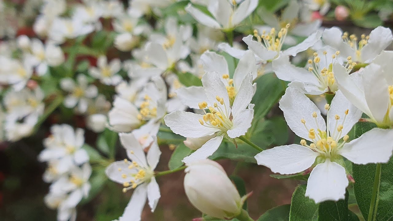 Serenade to Spring - Secret Garden : 화사하게 피어나는 봄날 - YouTube