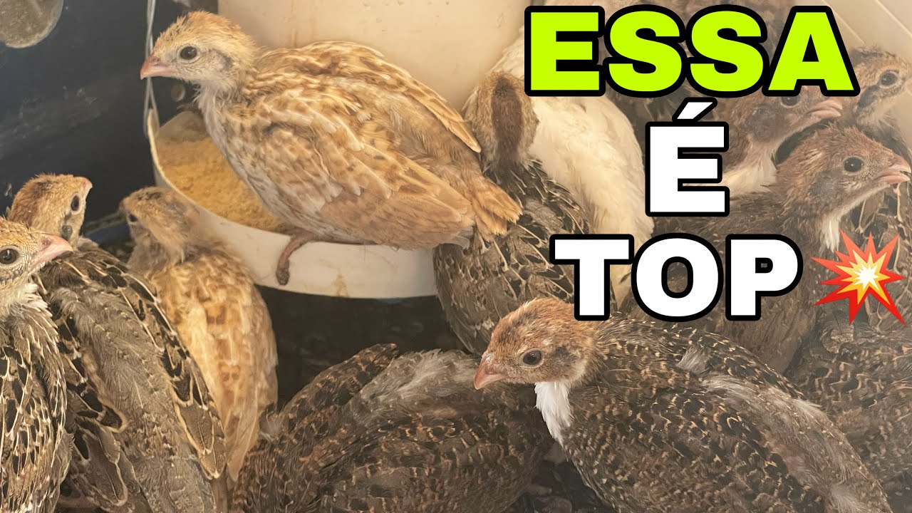 VEJA COMO É FÁCIL CRIAR ESSA RAÇA DE CODORNAS! / Arrumando Espaço Para ...