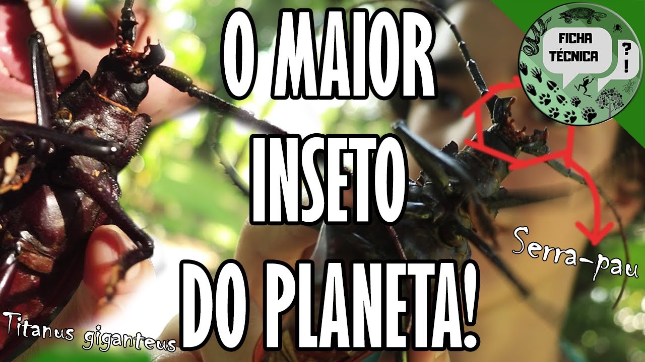 O MAIOR INSETO DO MUNDO! Besouro Titã: O GIGANTE dono de uma mordida ...