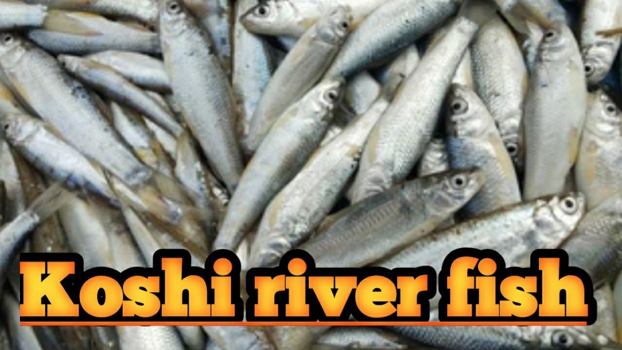 Hunting koshi river fish and had fun by cooking.Vlog 2021. - YouTube