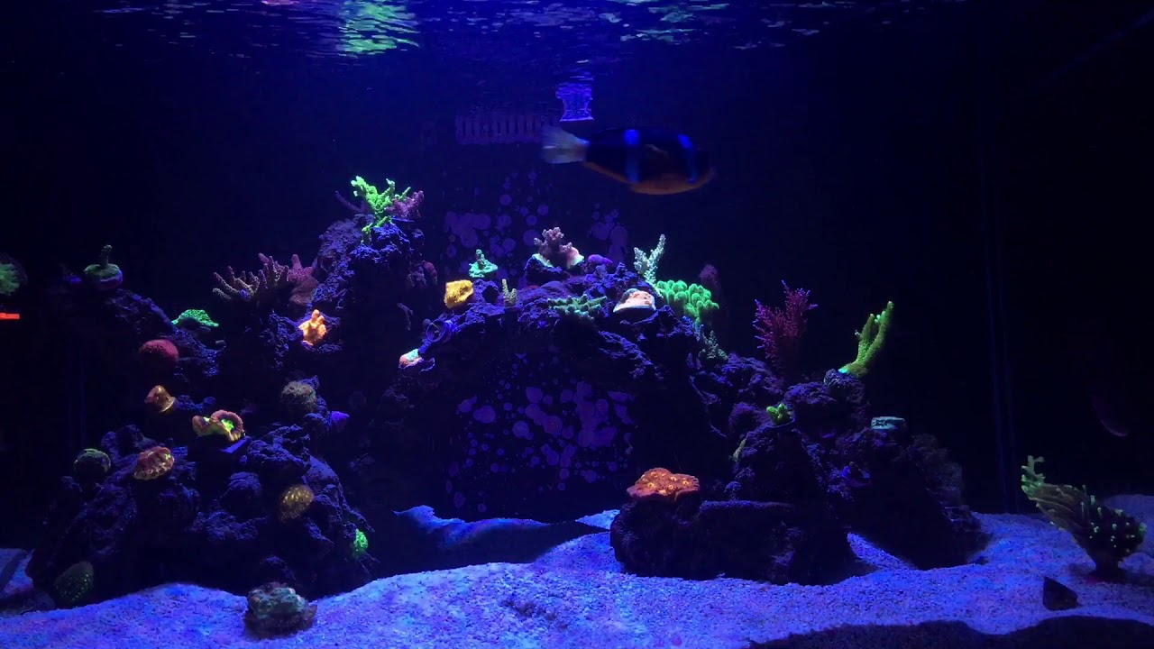 Mixed Reef Aquarium - YouTube