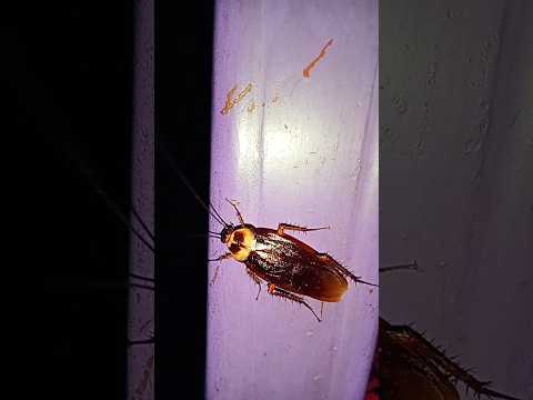 cockroach 🪳 short#shorts#shortsfeed #shortvideos#viral #trending#cockroach#youtubeshort#ytshorts
