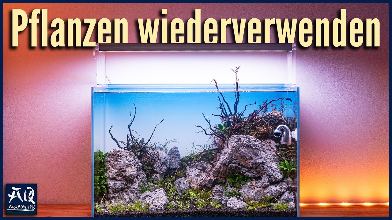 Fabelhafte Altes Aquarium Ideen Ebenbild