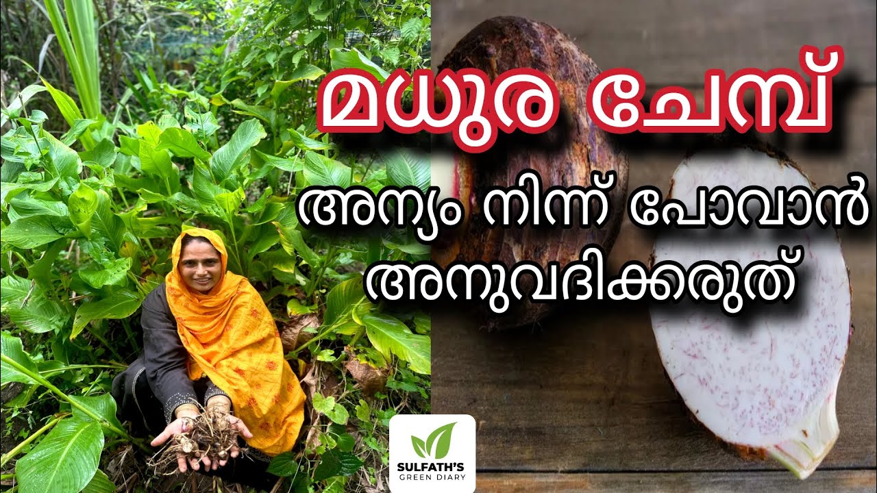 മധുര ചേമ്പ് കൃഷി | Madhura Chembu | Sweet Colocasia | ഊരാളി ചേമ്പ് ...