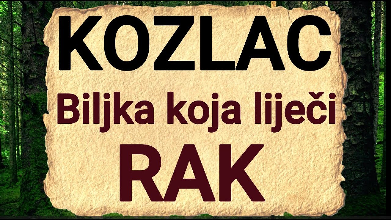SVE ŠTO BISTE TREBALI ZNATI O BILJKI KOZLAC - Kako vam kozlac može ...