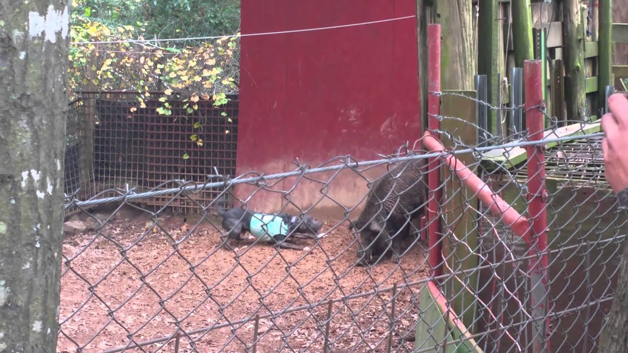 Single Dog Hog Bay Competition - YouTube