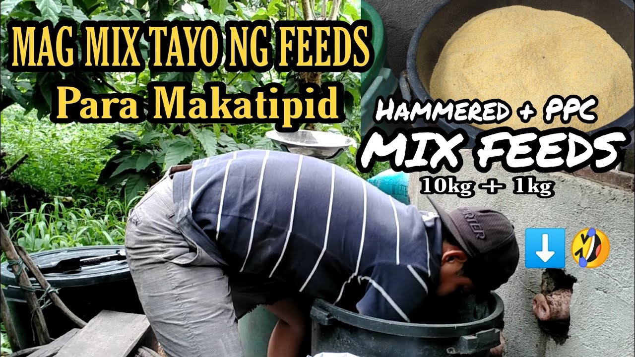 MIX FEEDS FOR PIGS - PARA MAS MAKATIPID | HOW TO MIX FEEDS FOR PIGS ...