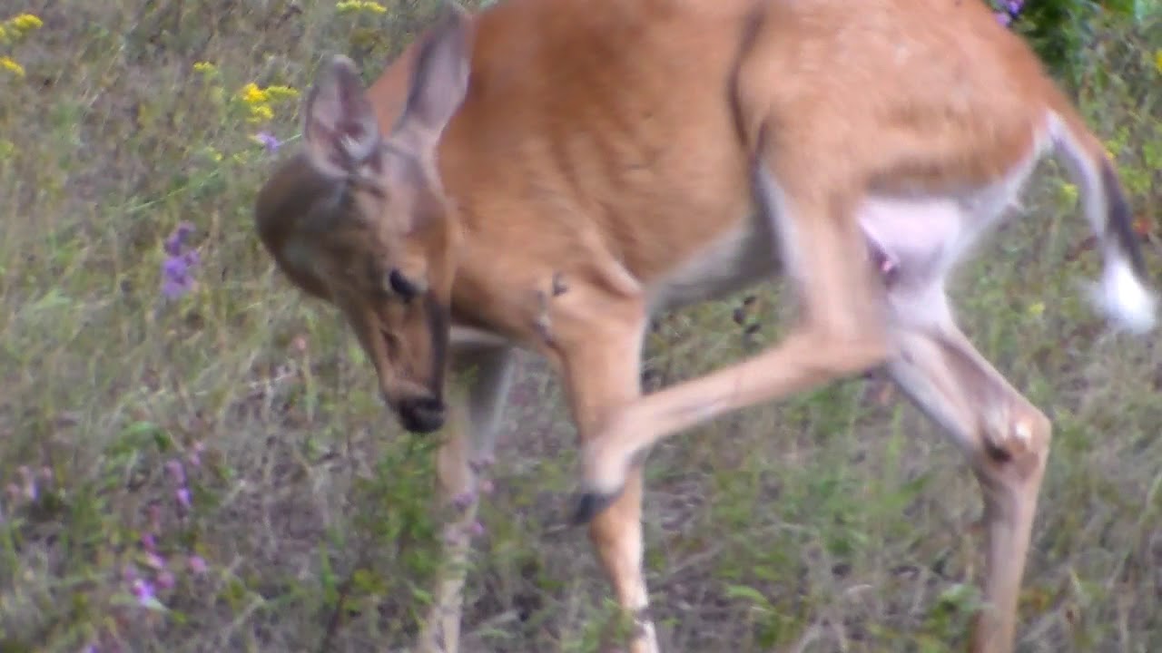Sneezing Deer must have bugs up nose 09-03-2017 - YouTube