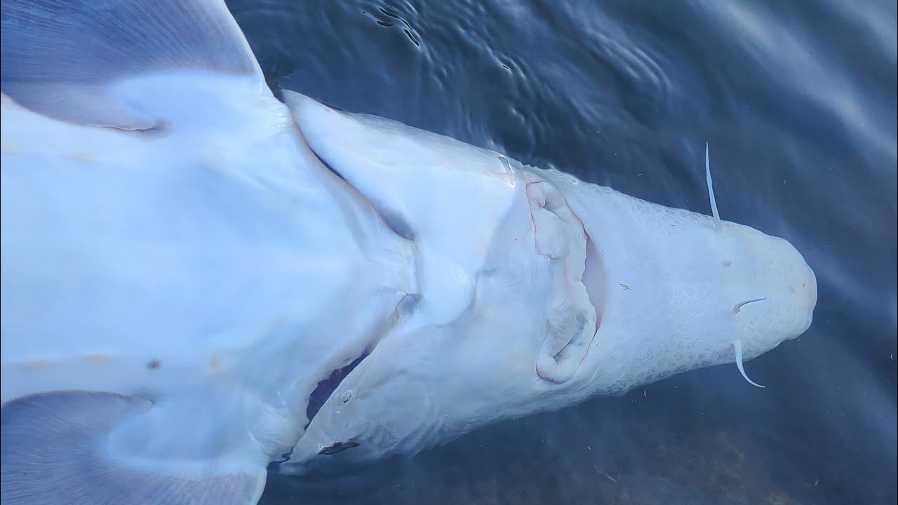 Snake River sturgeon fishing. - YouTube