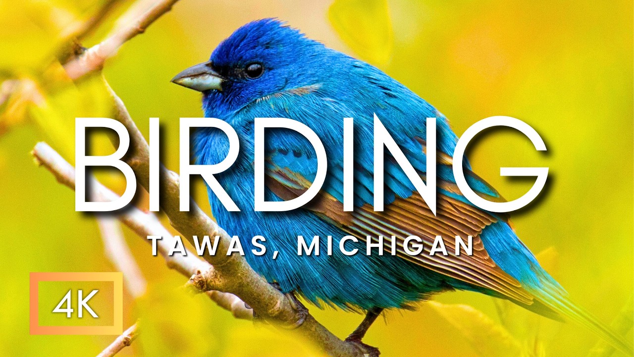 AMAZING Michigan Bird Walk & Nature Tour | Birding Tawas Point State ...