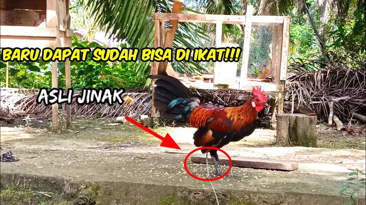 Review pikat dan AYAM HUTAN RAWATAN DUA MINGGU SUDAH SANGAT JINAK - YouTube