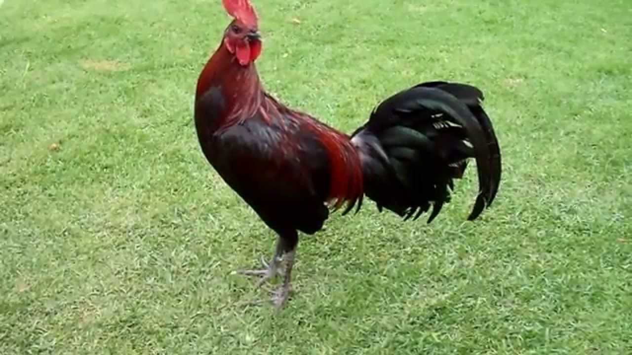 MEL SIMS BLACK RANCHO GUAJARDO - YouTube