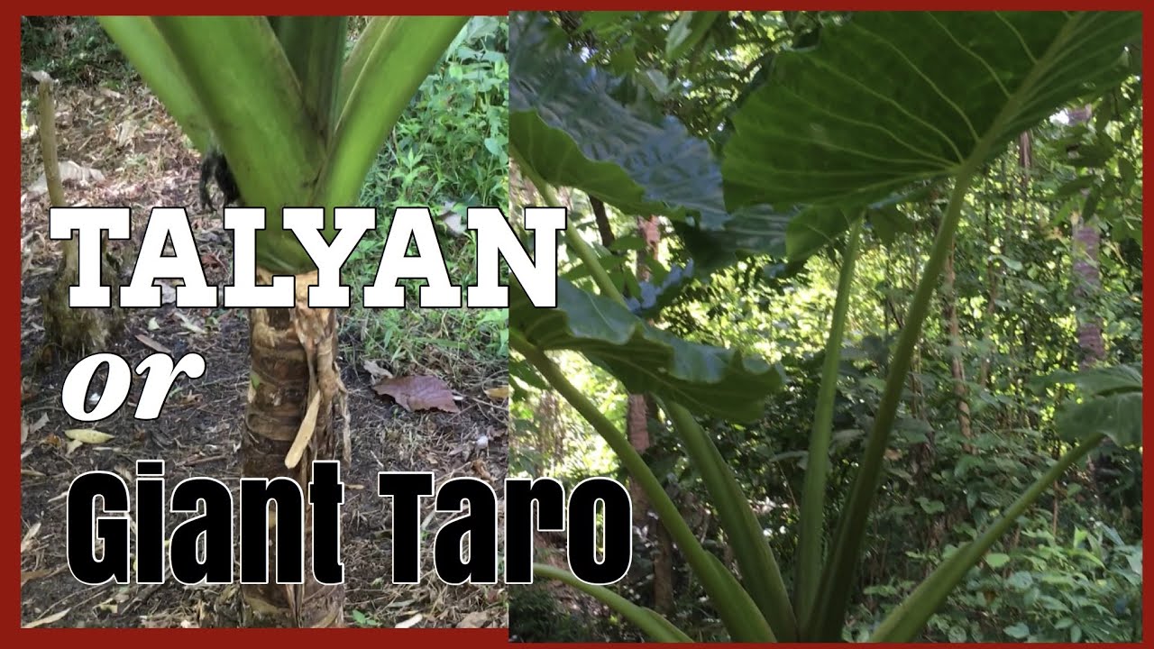 NAGTANIM NG GIANT TARO OR TALYAN PINSAN NI BADJANG - YouTube