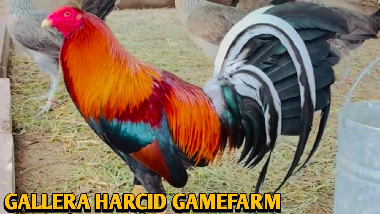 Sweater Giros Grey Kelso - GALLERA HARCID FARM - YouTube