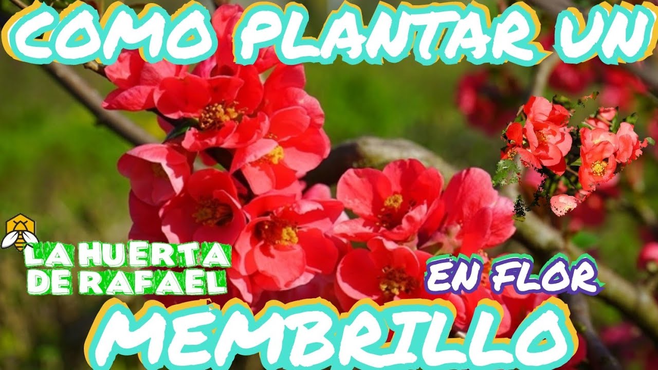 Cómo plantar un membrillo en flor o membrillo japonés[Chaenomeles ...