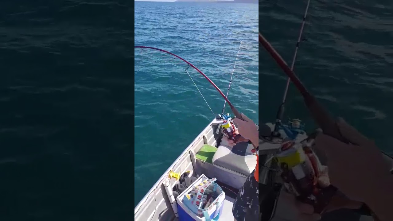 The 3m Flatty the dog - YouTube