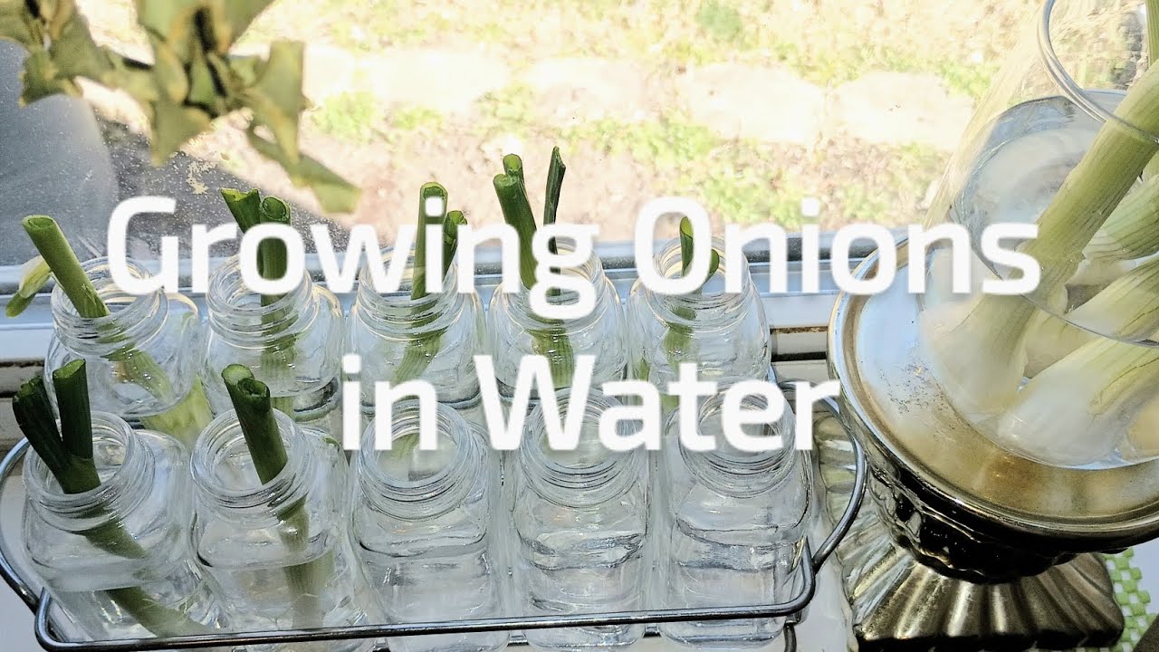 Regrowing Green Onions and Cebollitas Cambray (Mexican Spring Onions ...