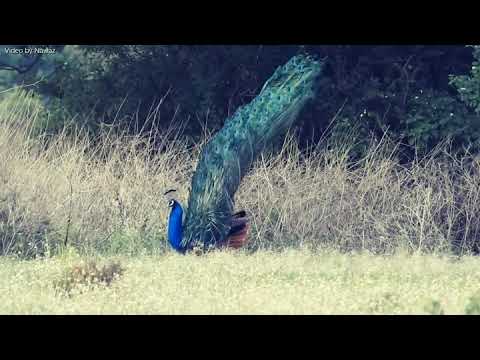 Peacock Dancing Video Clip Free/Power Lines