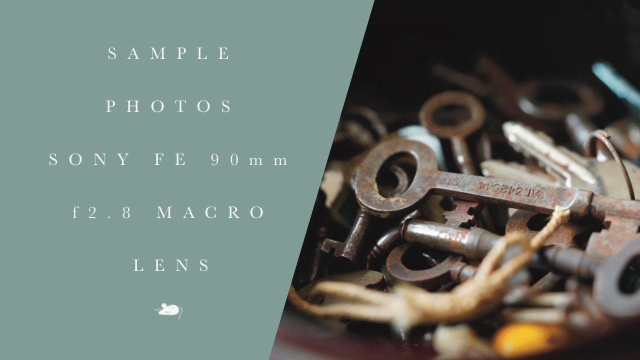 Sony FE 90mm Macro Lens Photography | Sample Photos | Sony A7iii Photo ...