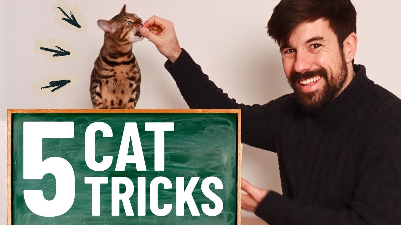 The 5 Tricks Every Cat Needs to Learn - YouTube