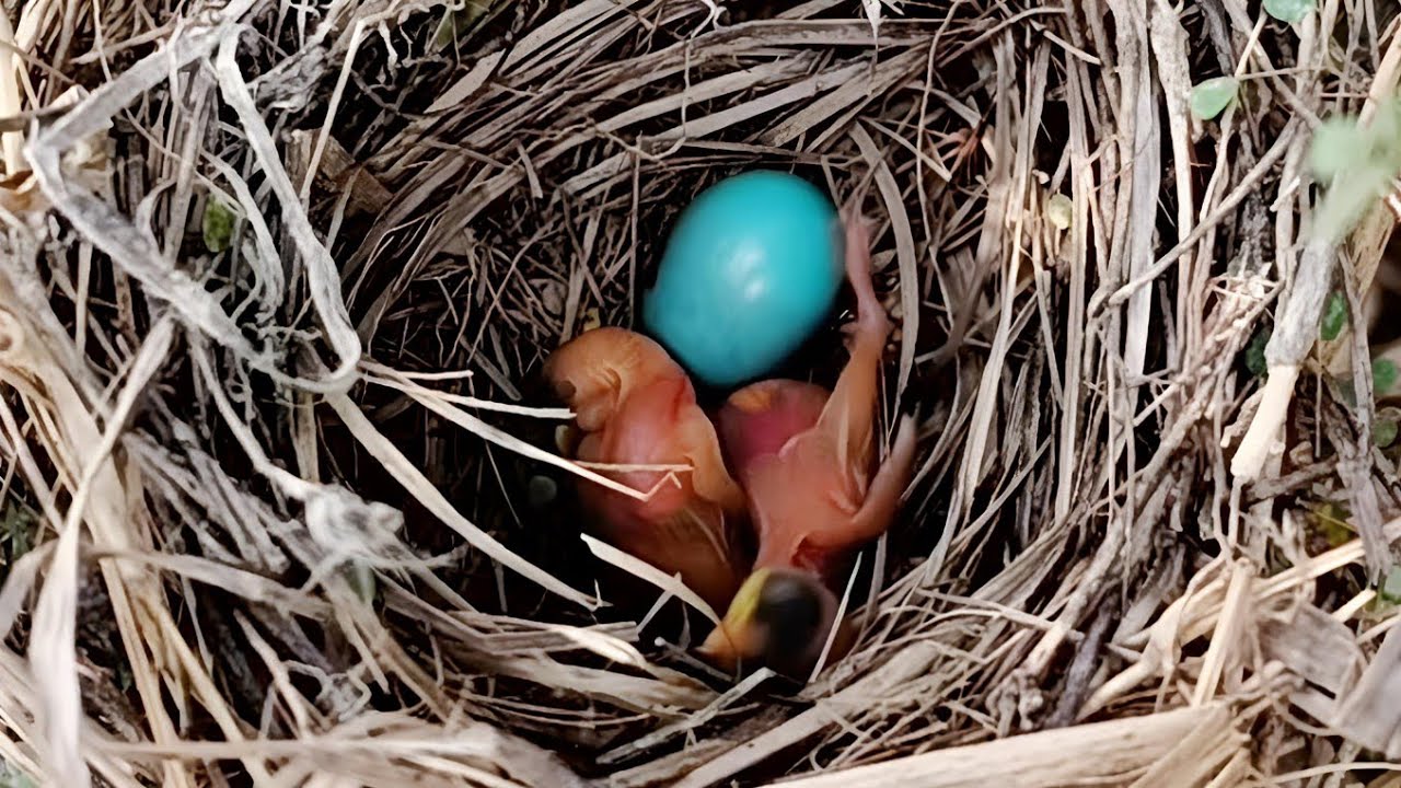 Third baby is not yet born @onlybirds107 - YouTube