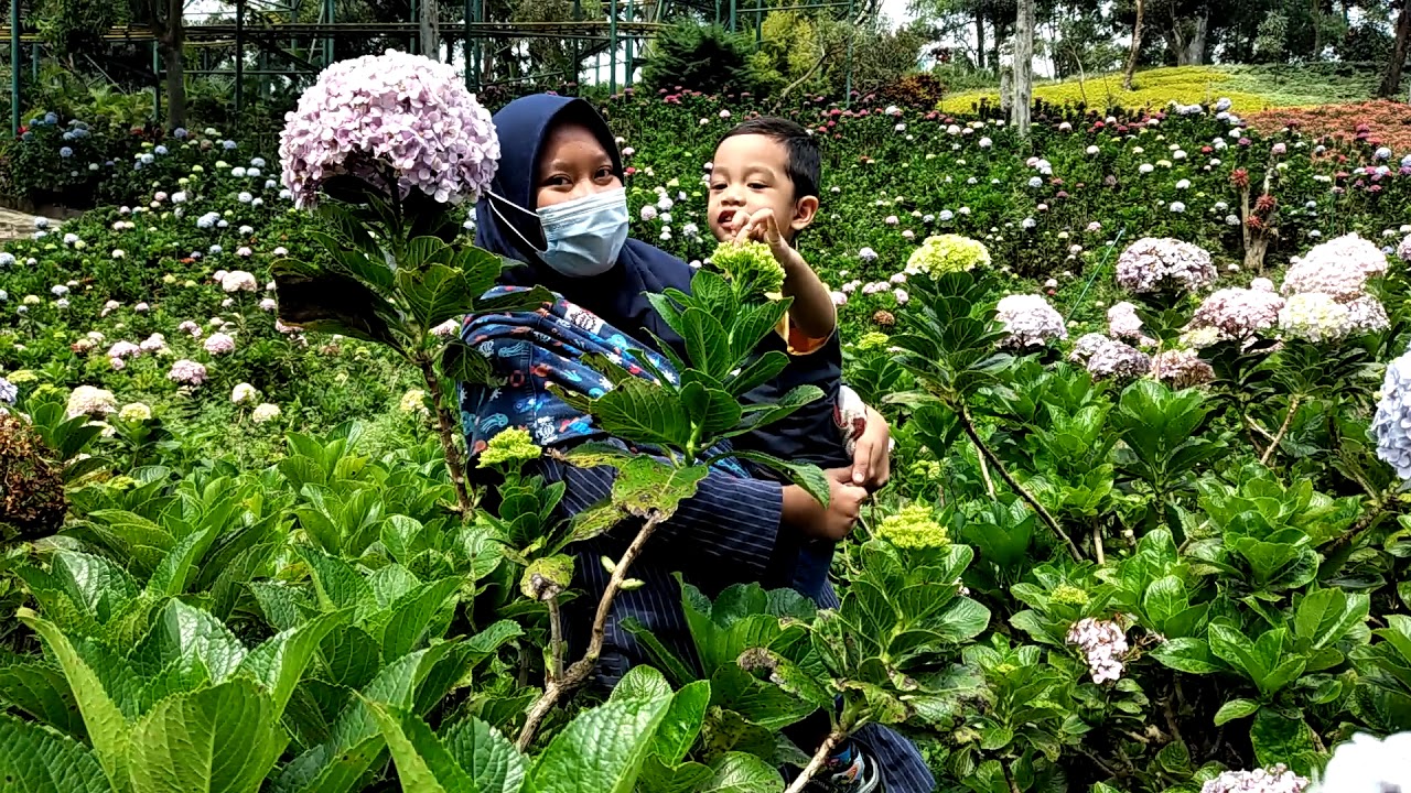 Wisata bunga selecta - YouTube