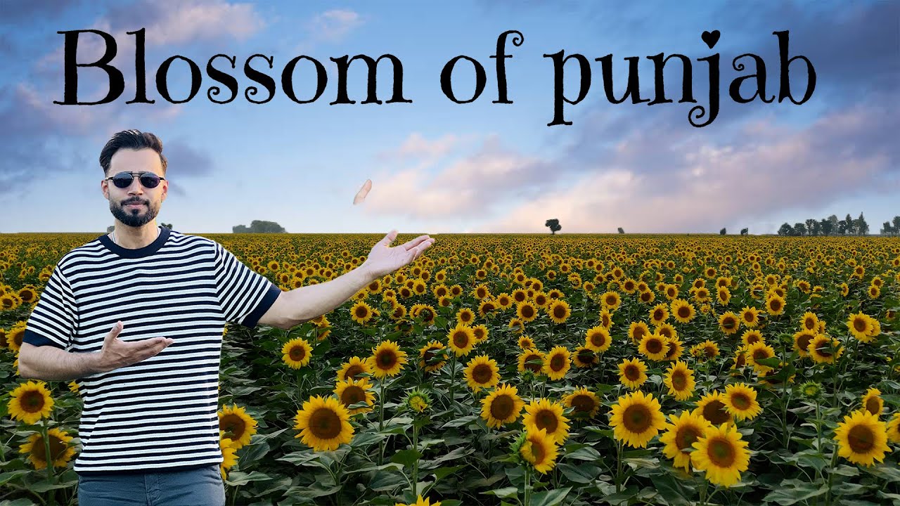 Exploring the Sunflower 🌻 Fields in Punjab,Pakistan - YouTube