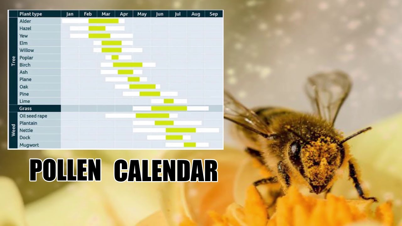 Do you know about Pollen Calendar ? Amazing fact of medical | Dr Rajeev ...
