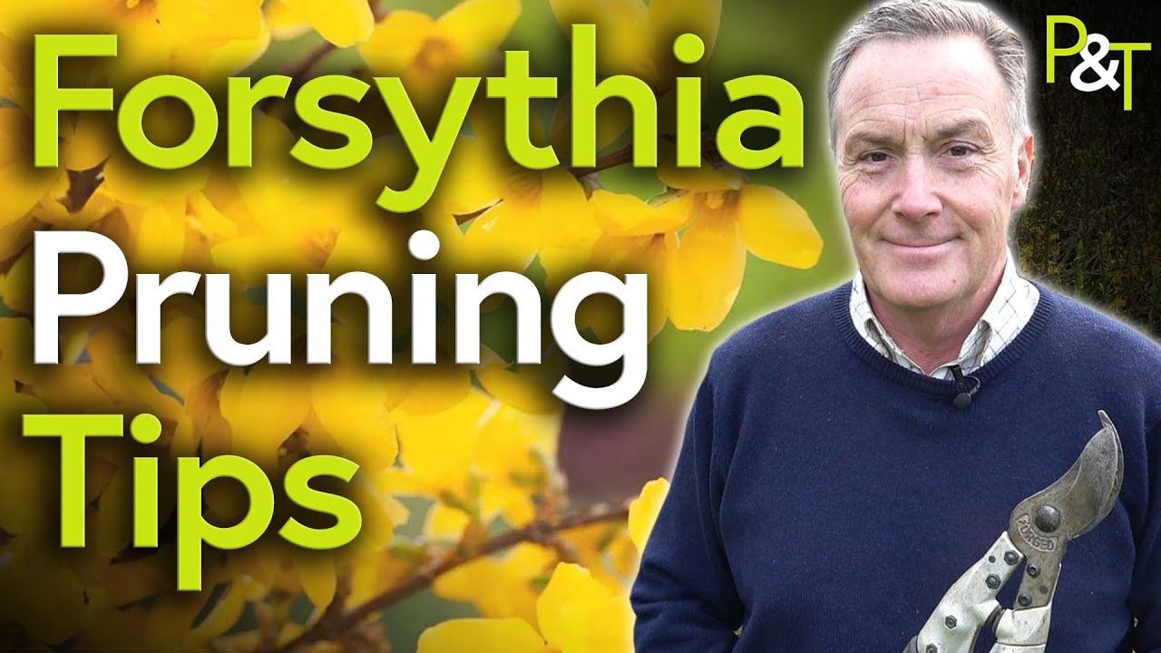 How to Prune Forsythia & Other Spring Flowering Shrubs - Pots & Trowels ...