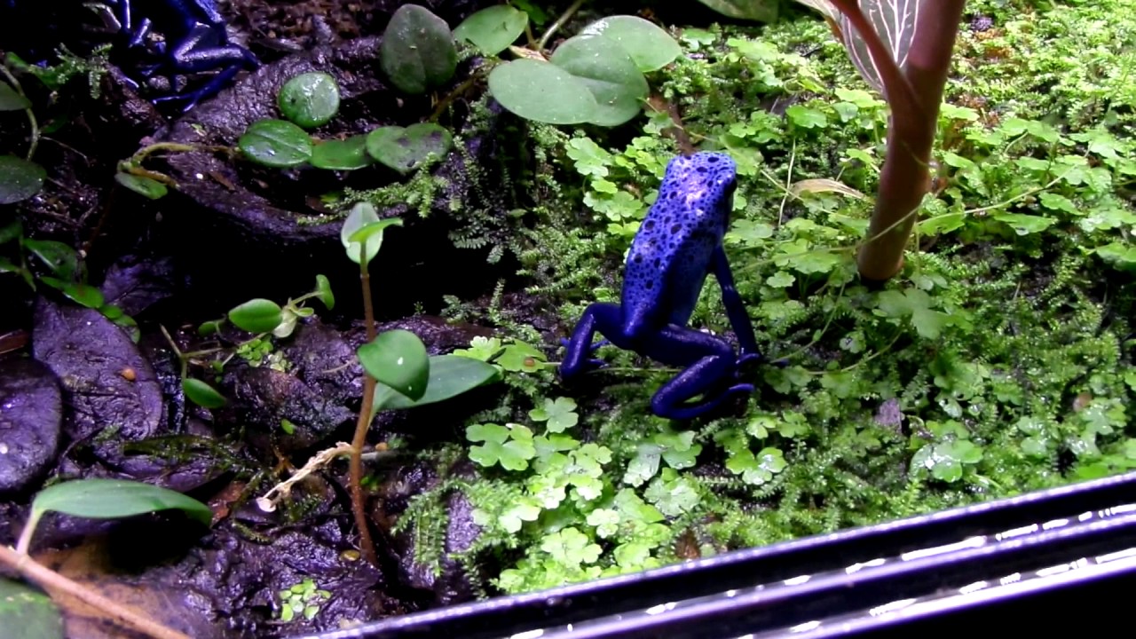 View Dendrobates Azureus Tinctorius Dendrobates Tinctorius Azureus: