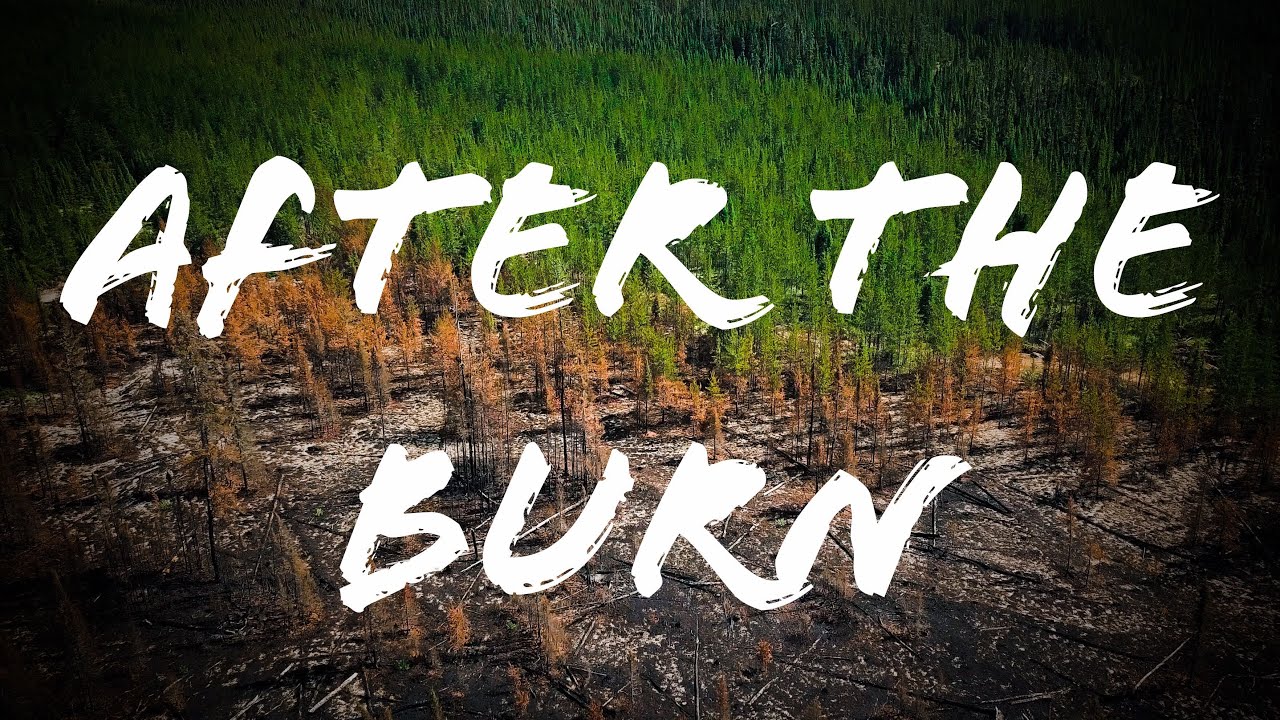 After the Burn | Ontario Forest Fire - YouTube