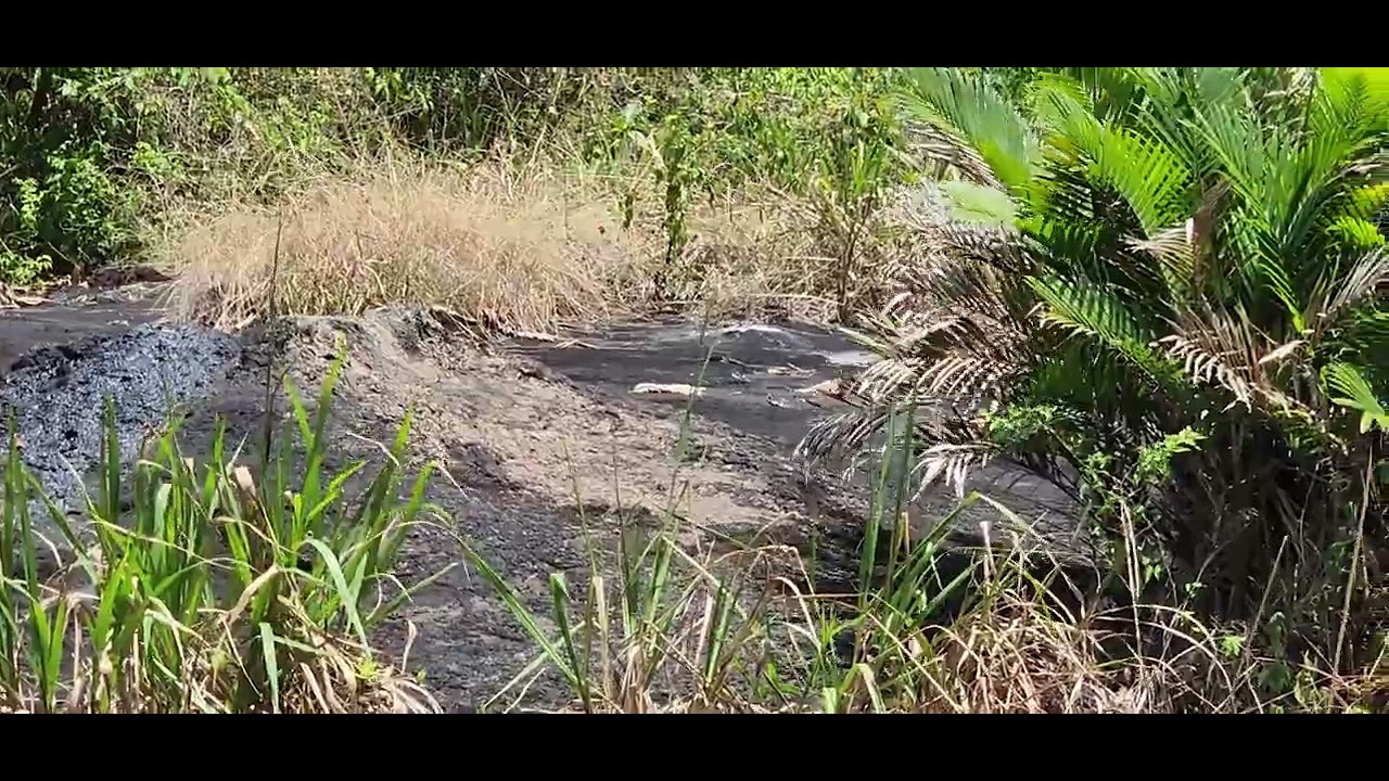 MARAC PITCH LAKE /MUD VOLCANO MORUGA TRINIDAD 🇹🇹(4) - YouTube