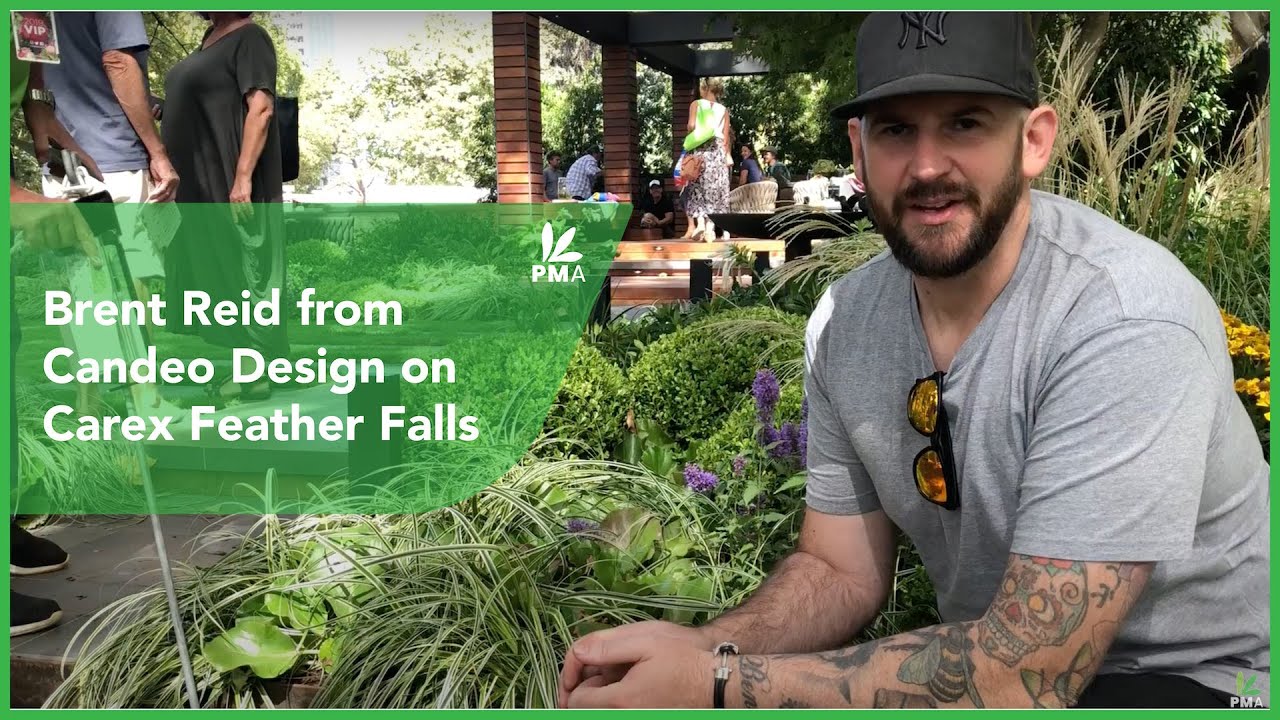Brent Reid from Candeo Design on Carex Feather Falls - YouTube
