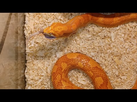 Snake Feed 'MANGO' Absolutely Incredible Footage | Albino Cornsnake ...
