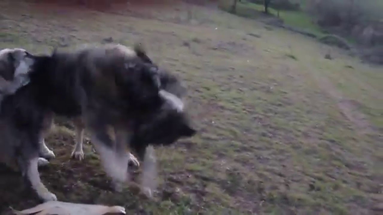 Cigo borba - YouTube