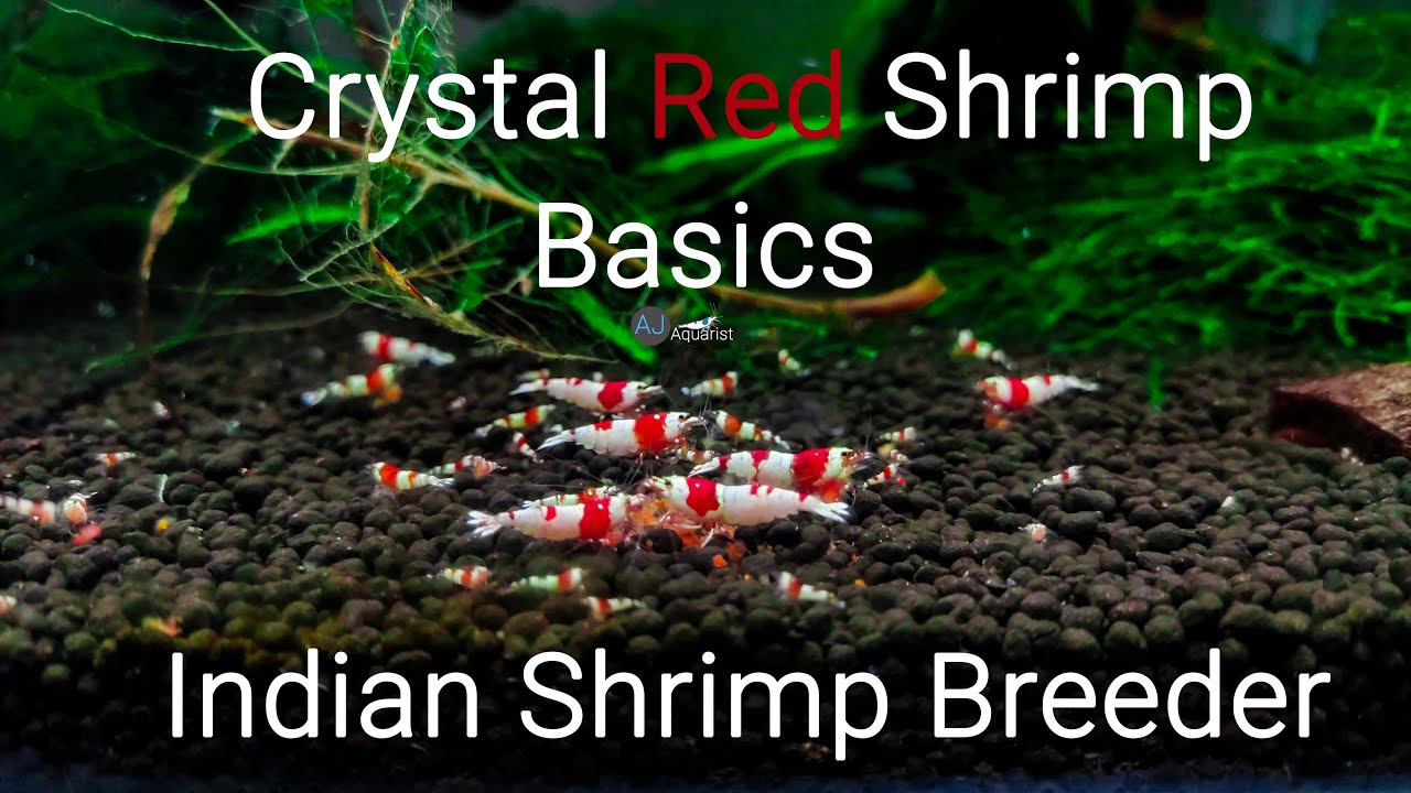 Crystal Red Shrimp Basics | Indian Shrimp Breeder | Caridina shrimps ...