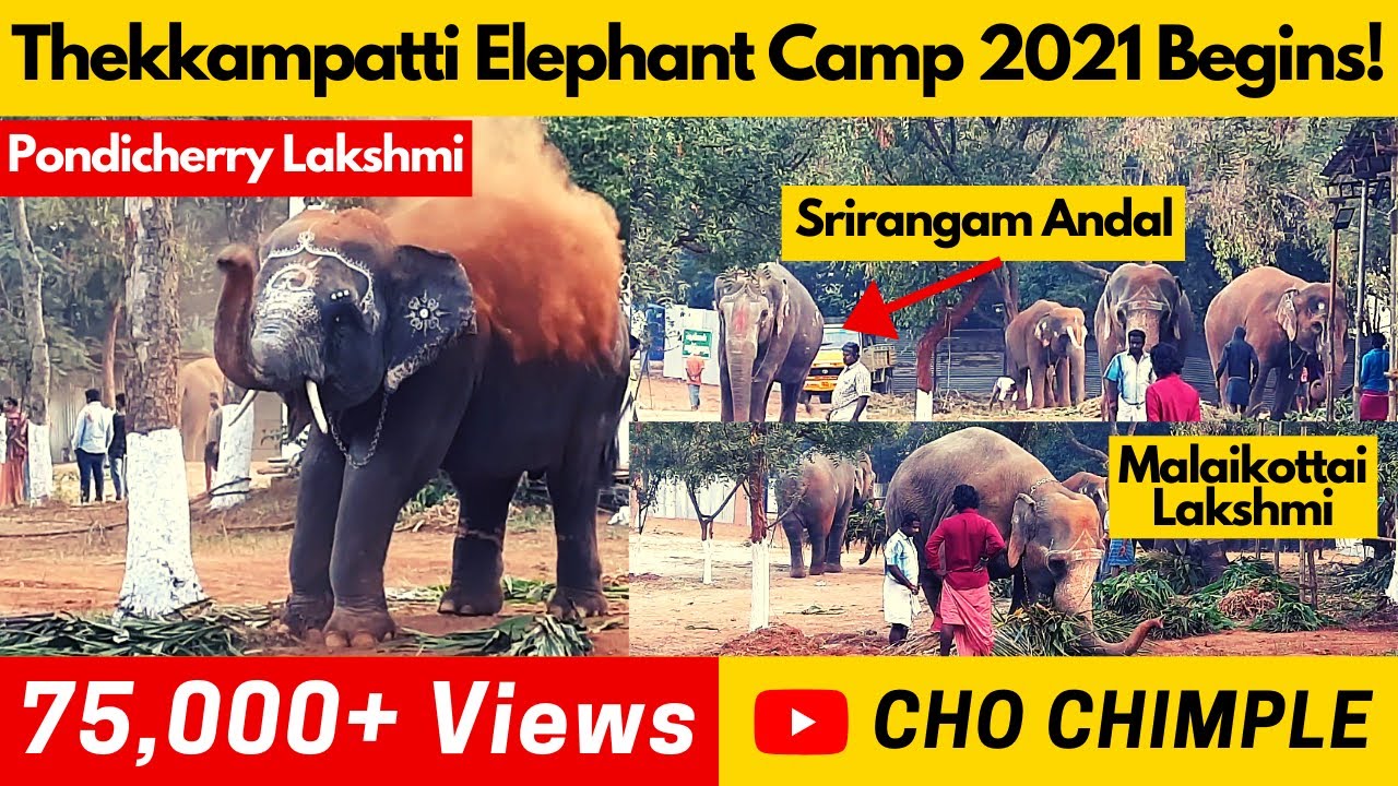 I saw Srirangam Andal Elephant 😍 | Thekkampatti Elephant Camp 2021 ...