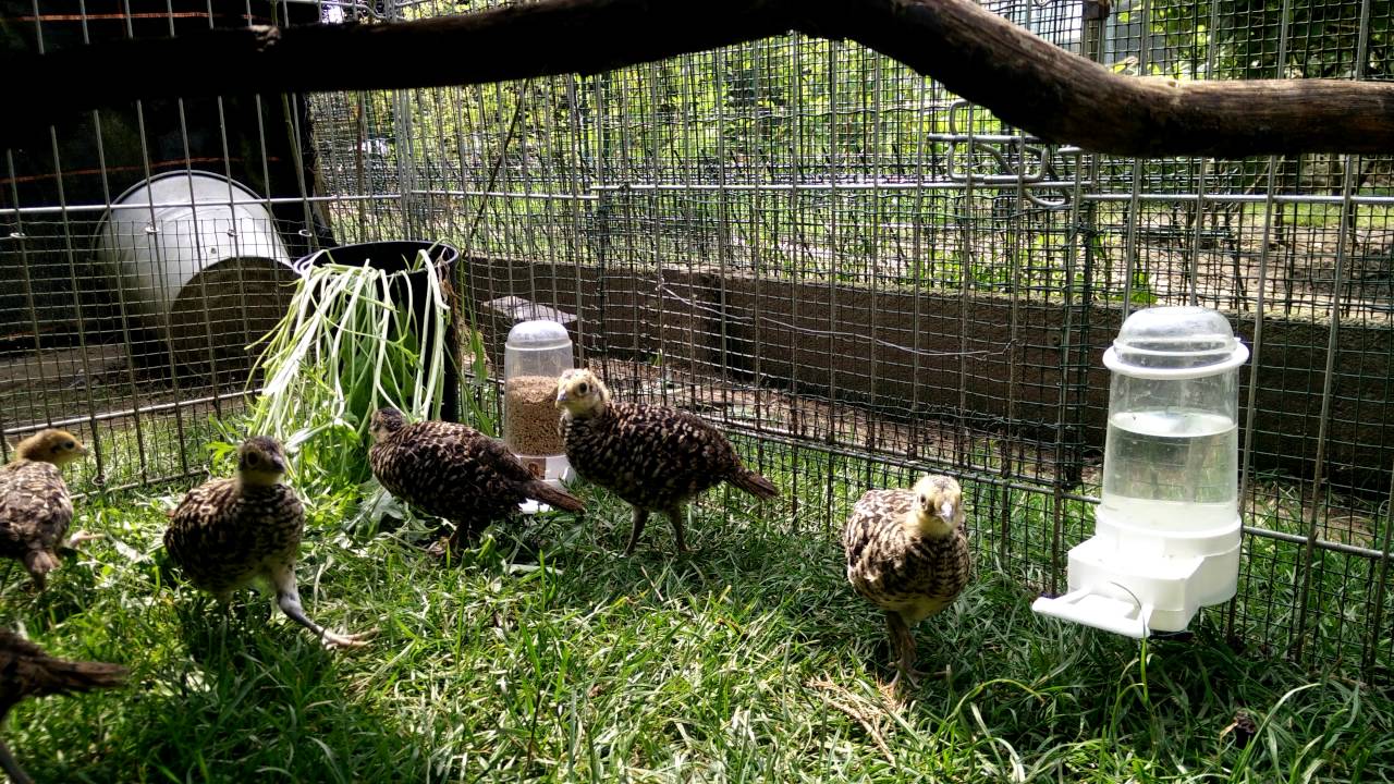 Lady amherst pheasant chicks outside for the first time - YouTube