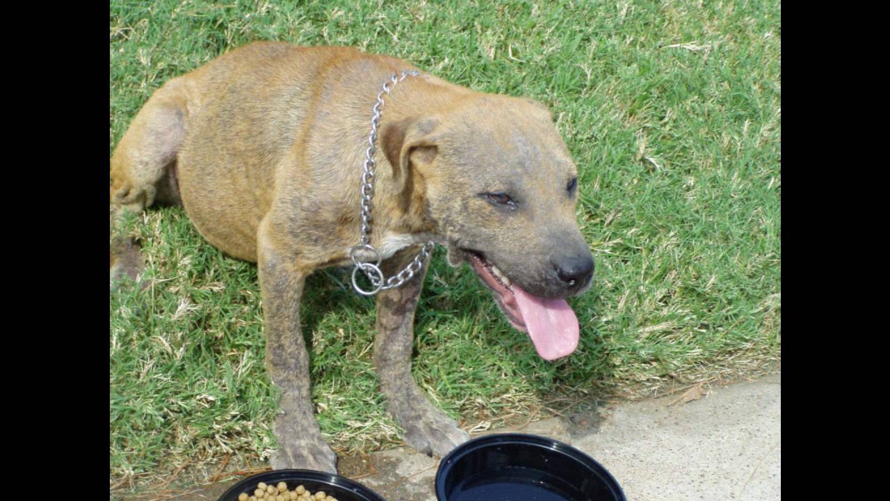 Heidi the Pit Bull - The Story of A Rescued Dog - YouTube